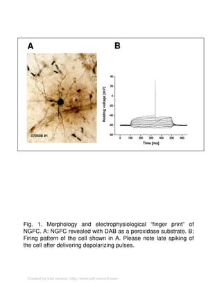 Zarnowska_ HFSP report Fig1 | PDF