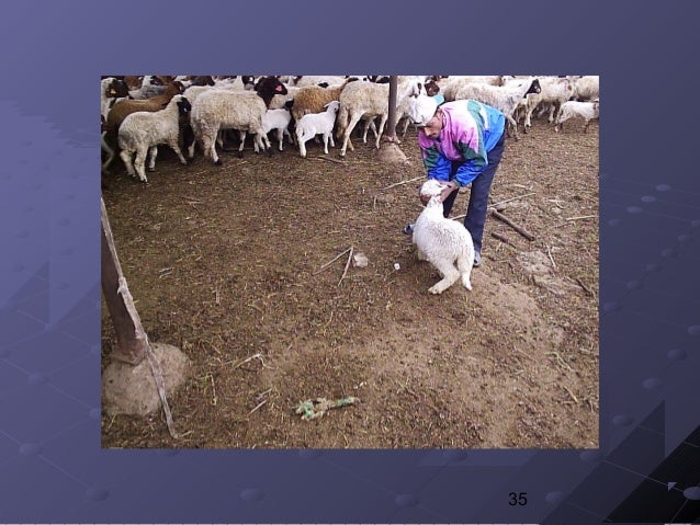 SHEEP CROSS BREEDING AND REPRODUCTIVE MANAGEMENT AS TOOLS TO ENHANCE