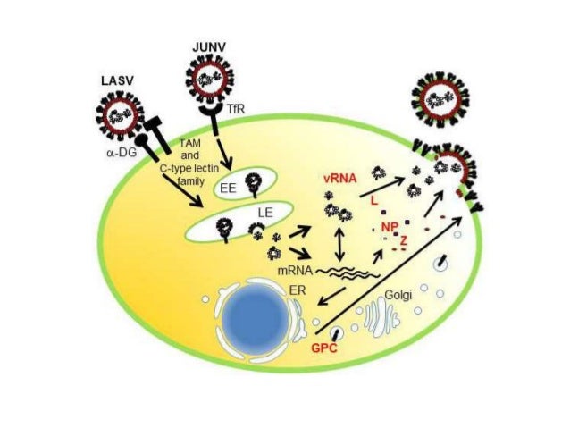 Arenavirus- Arenaviridae