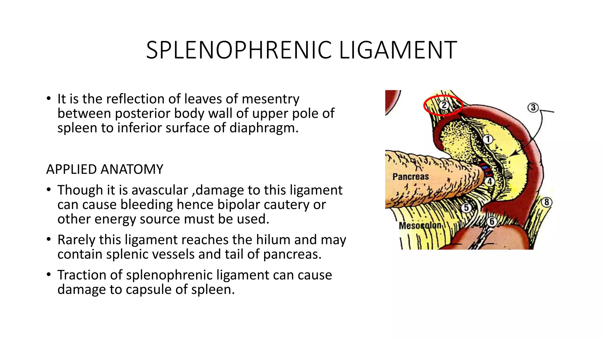 Applied Anatomy and Physiology of spleen | PPTX