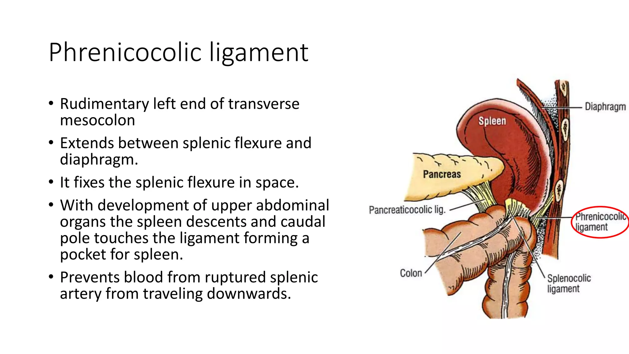Applied Anatomy and Physiology of spleen | PPTX