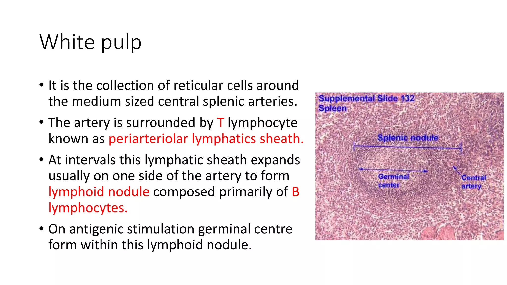 Applied Anatomy and Physiology of spleen | PPTX
