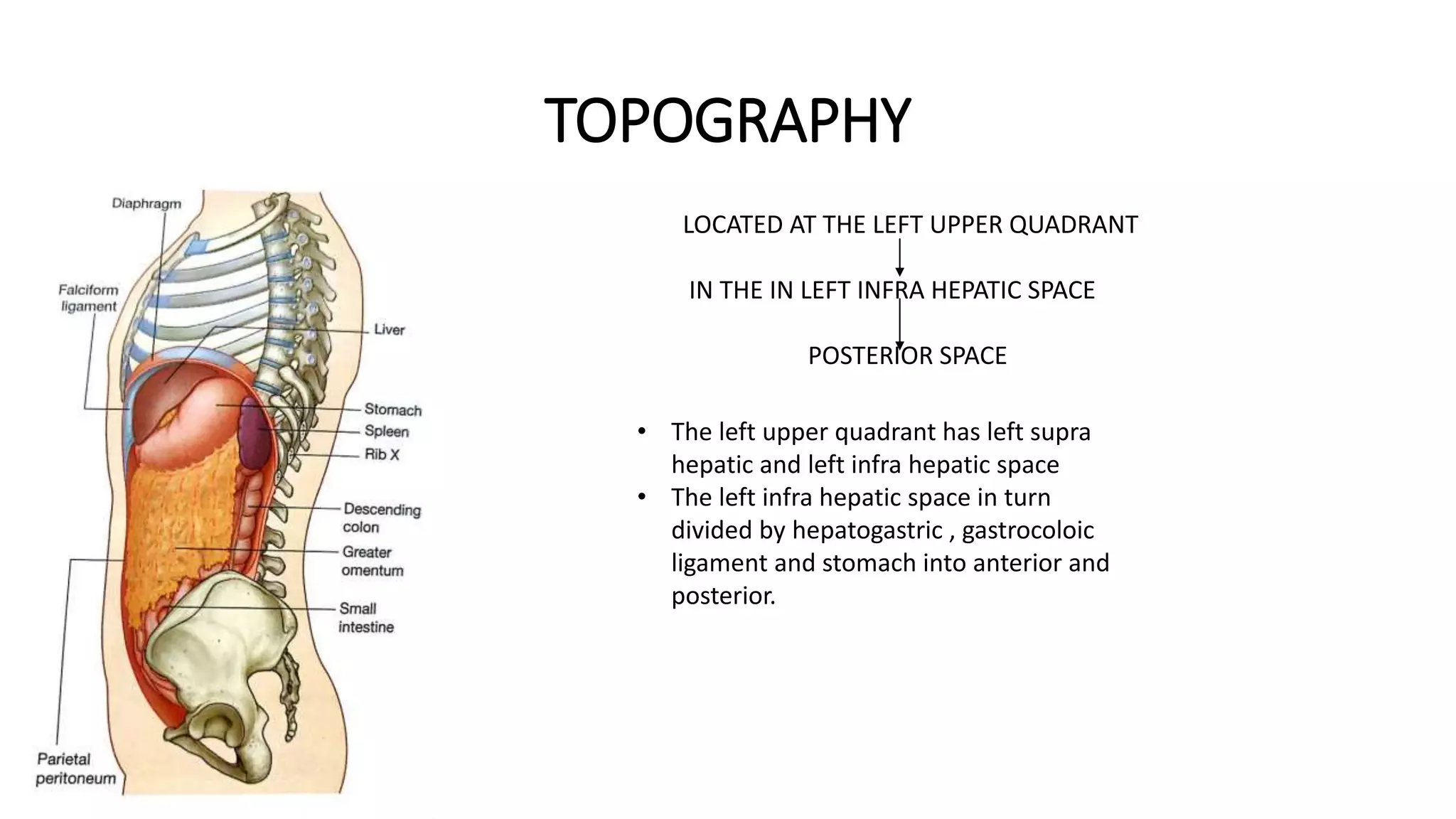 Applied Anatomy and Physiology of spleen | PPTX