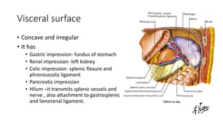Applied Anatomy and Physiology of spleen | PPTX
