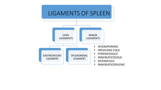 Applied Anatomy and Physiology of spleen | PPTX