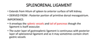 Applied Anatomy and Physiology of spleen | PPTX