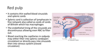 Applied Anatomy and Physiology of spleen | PPTX