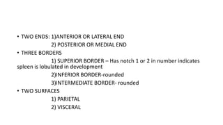 Applied Anatomy and Physiology of spleen | PPTX