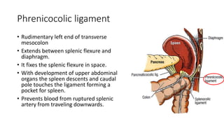 Phrenicocolic Ligament
