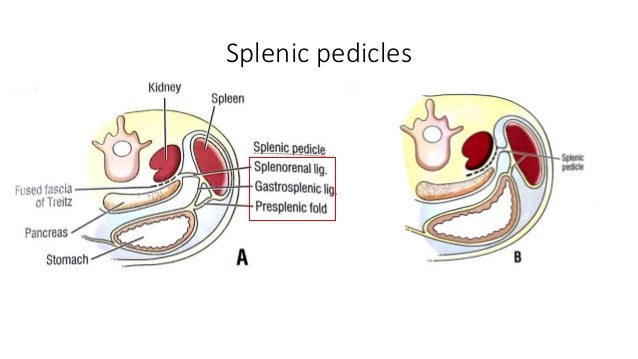 Applied Anatomy and Physiology of spleen