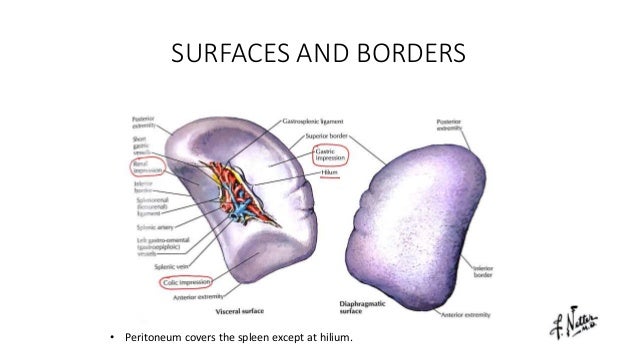 Applied Anatomy and Physiology of spleen