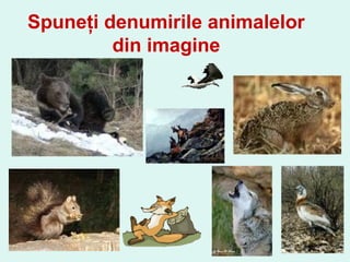 0 animale salbatice | PPT