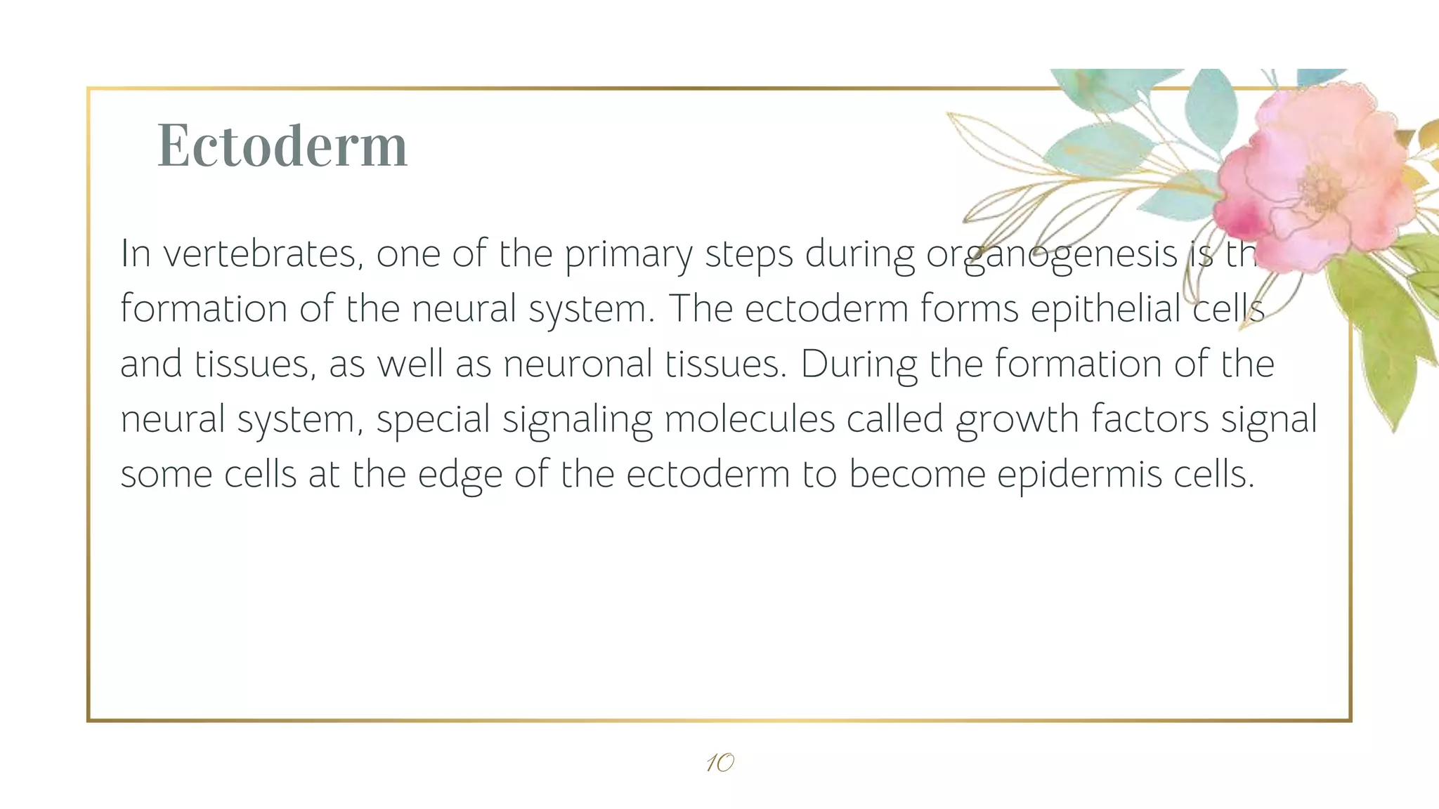 organogensis | PPTX