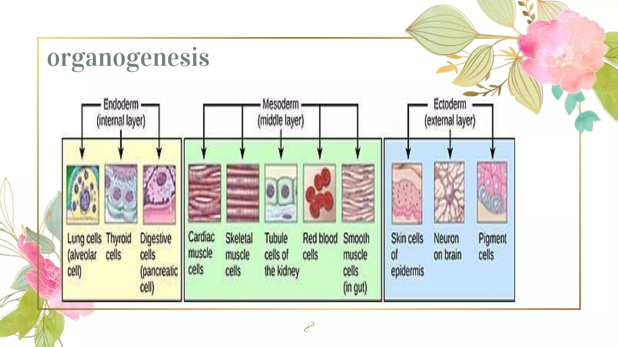 organogensis | PPTX