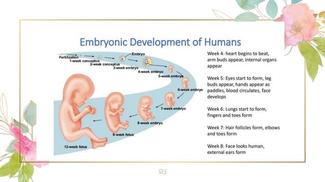 organogensis | PPTX | Biological Sciences | Science