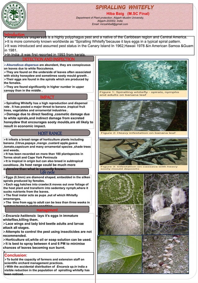 SPIRALLING WHITEFLY | PPTX | Agriculture | Industries