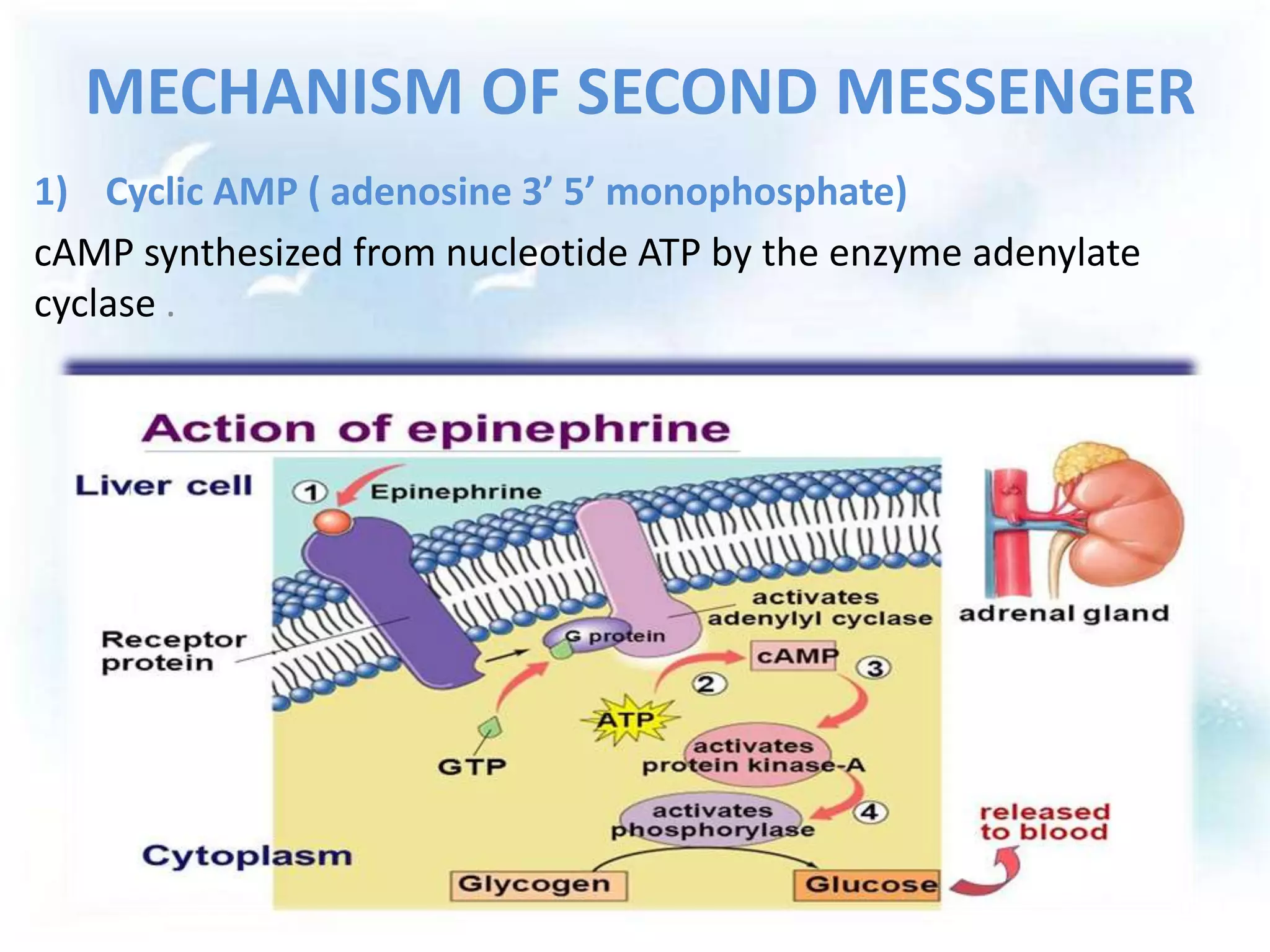 Mechanism of Hormone action, Role of Secondary Messengers cAMP, cGMP ...