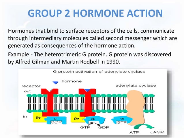 Mechanism of Hormone action, Role of Secondary Messengers cAMP, cGMP ...