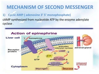 Mechanism of Hormone action, Role of Secondary Messengers cAMP, cGMP ...