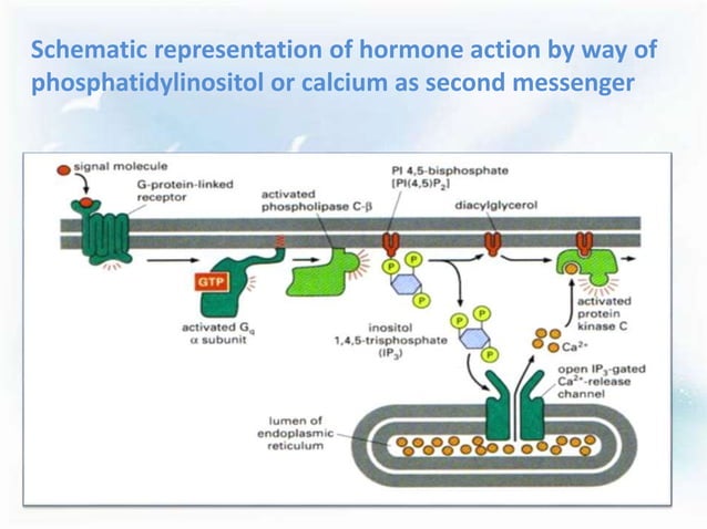 Mechanism of Hormone action, Role of Secondary Messengers cAMP, cGMP ...