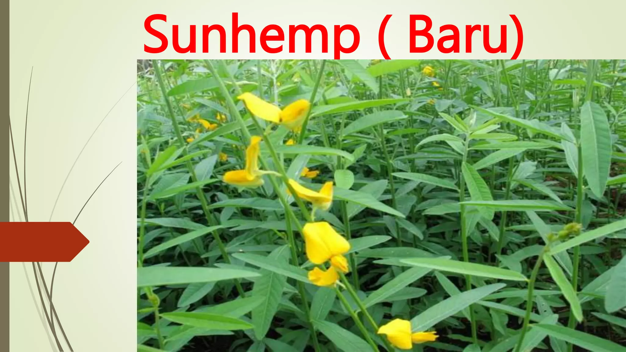 sunhemp .pptx | PPTX