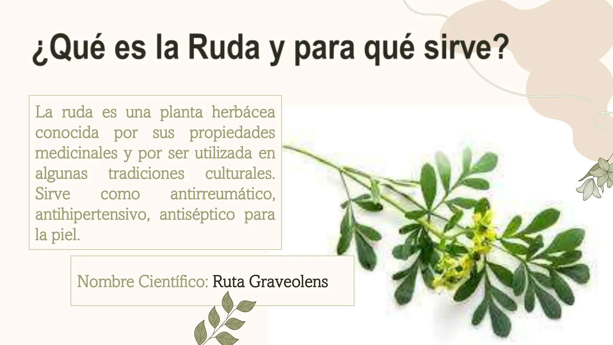 Planta medicinal RUDA 1111111111111111111111 | PPTX