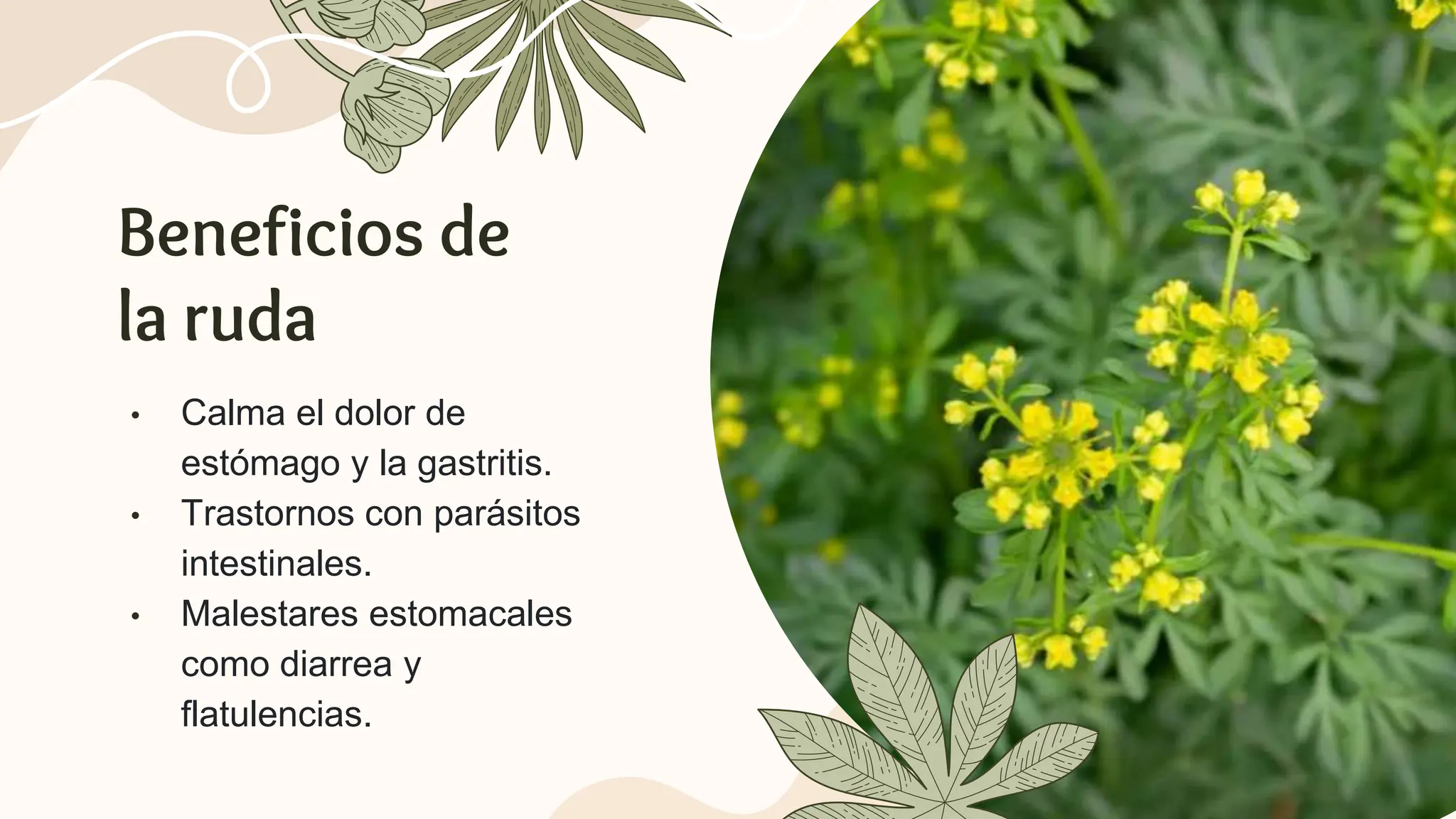 Planta medicinal RUDA 1111111111111111111111 | PPTX