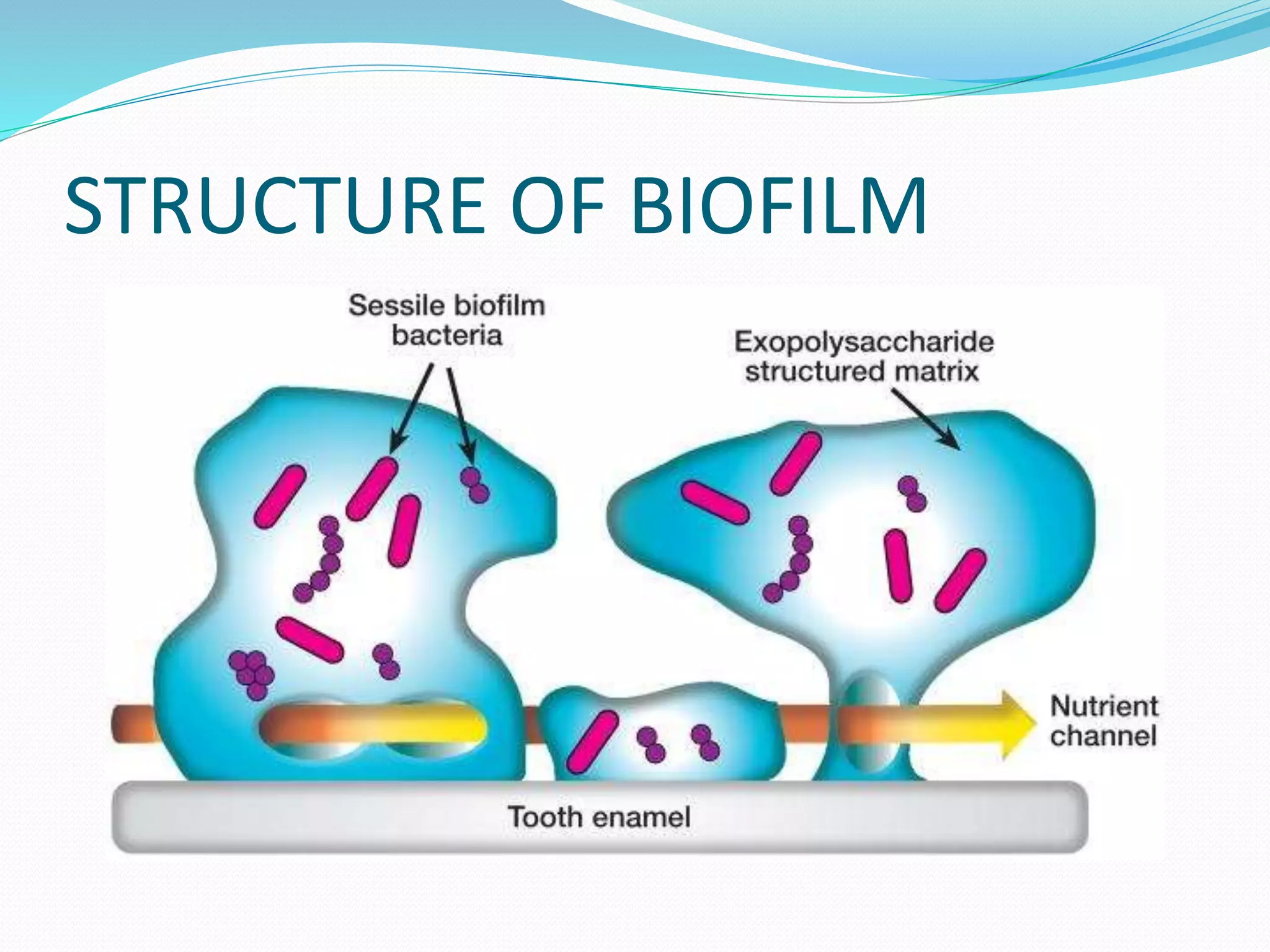 Biofilms by krishanchand mahra | PPTX