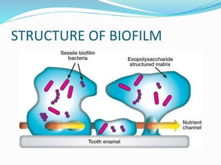 Biofilms by krishanchand mahra | PPTX