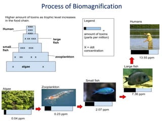 Biomagnification | PPTX
