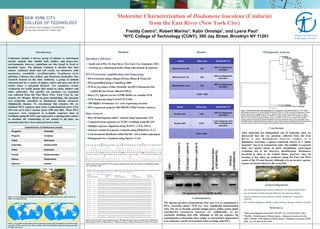 D_leucolena_poster_MRB | PDF | Biological Sciences | Science