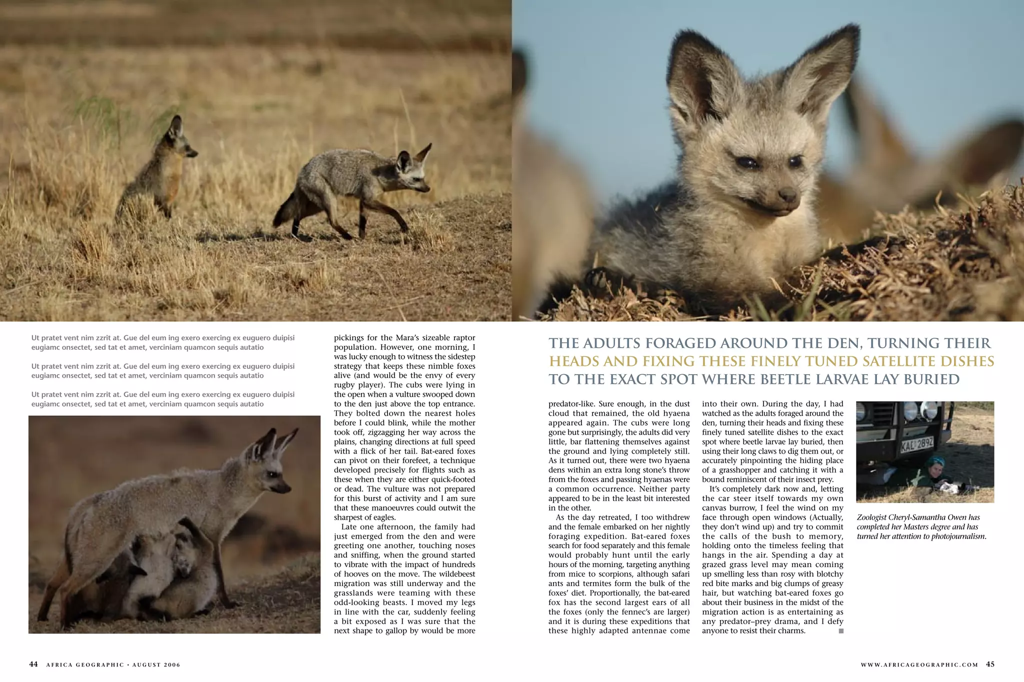 AG_0608_Bat-eared foxes | PDF