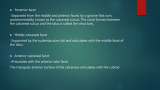 Calcaneal fracture- orthopaedics ,mbbs,ug level | PPTX