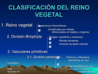 presentación_CLASIFICACIÓN DEL REINO VEGETAL.ppt