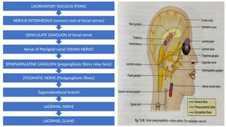 0CULAR AUTONOMIC NERVOUS SYSTEM AND PUPILLARY REFLEXES.pptx