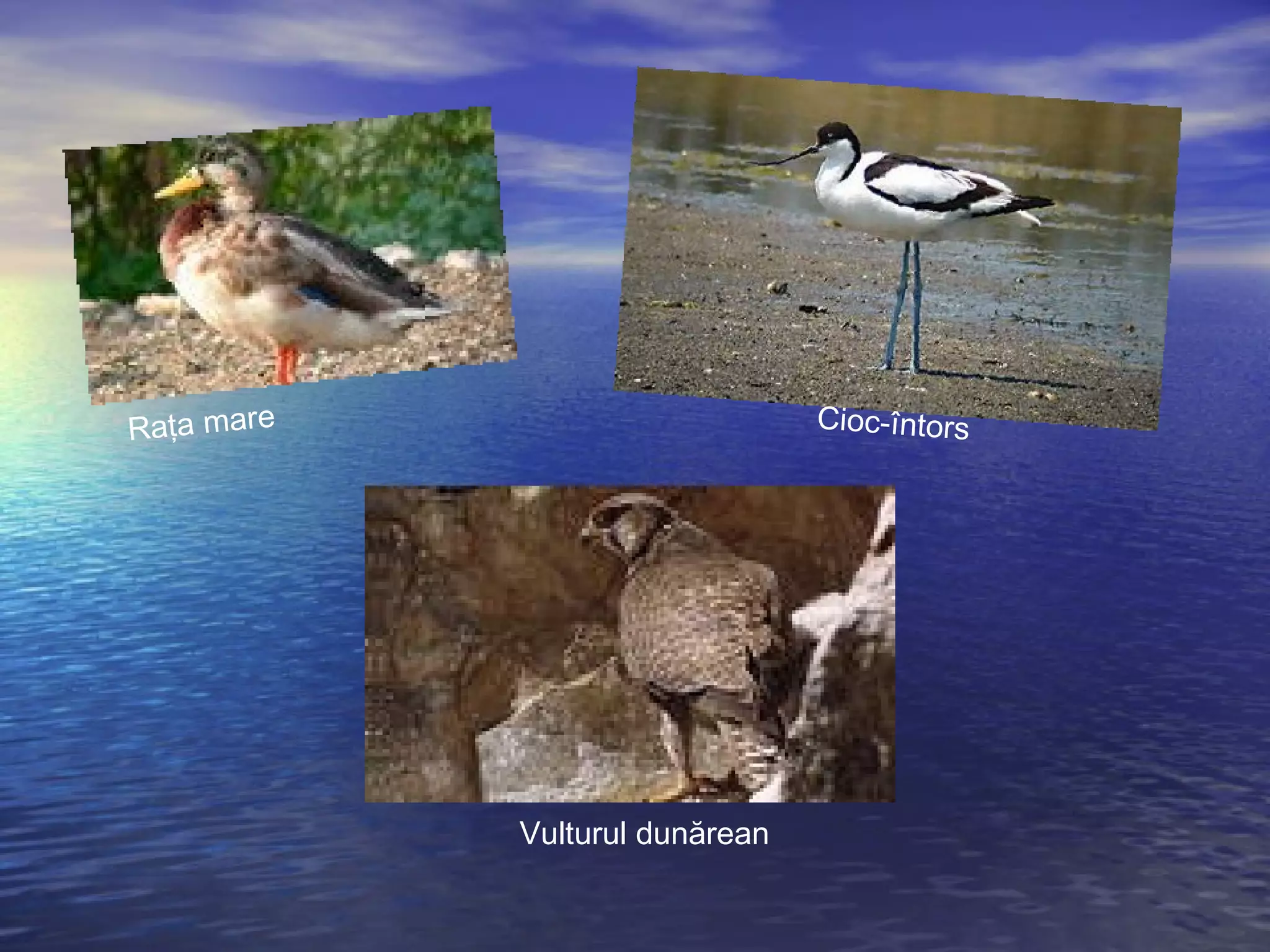 0 delta dunarii | PPT