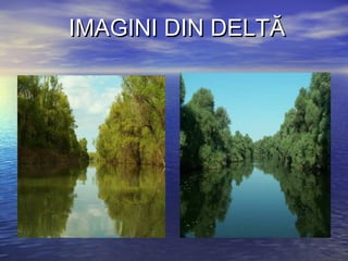 0 delta dunarii | PPT
