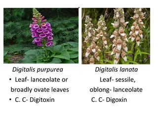 0_DIGITALIS new (1).pptx