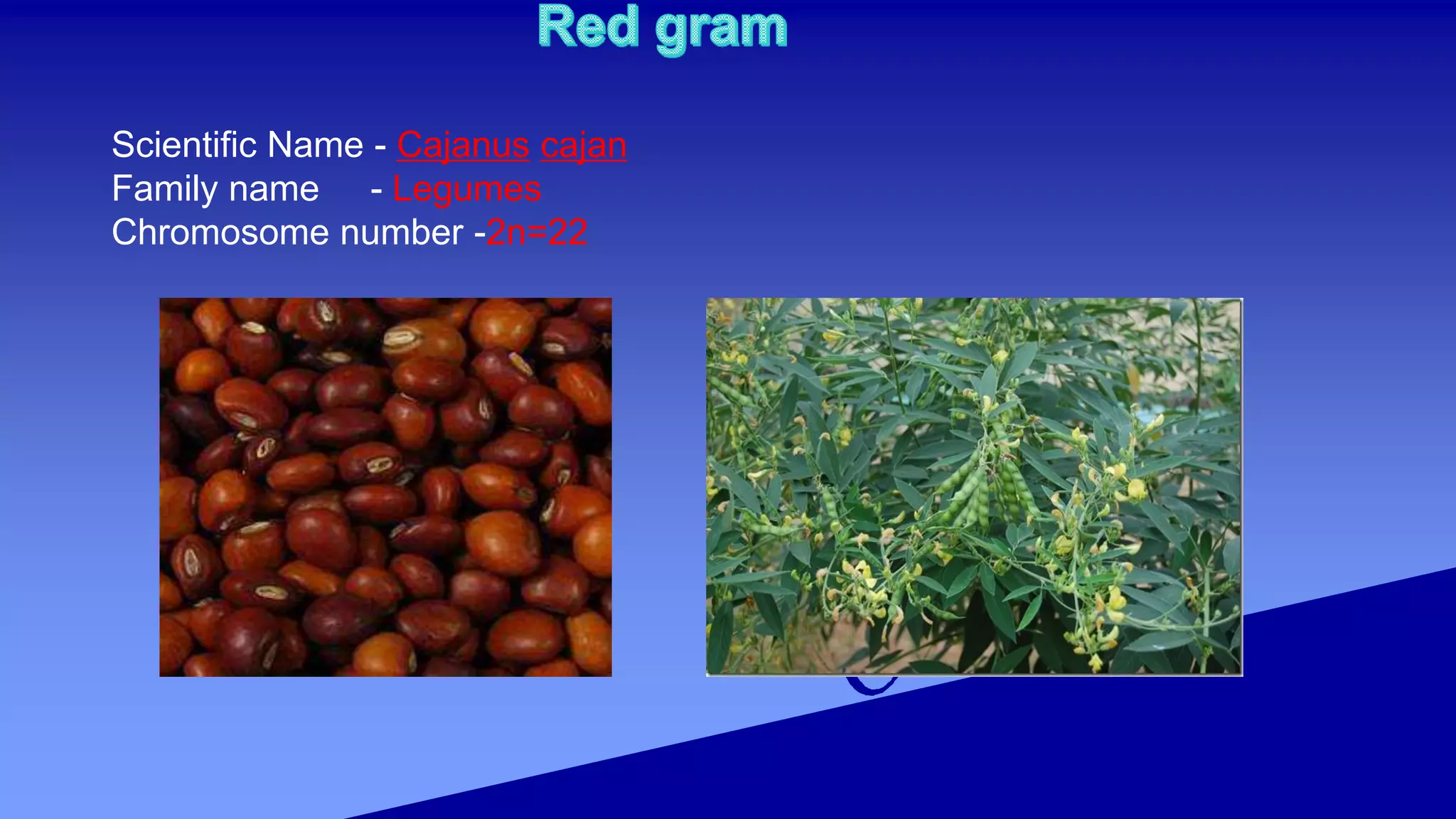Foundation and certified seed production of Black gram, Green gram and ...