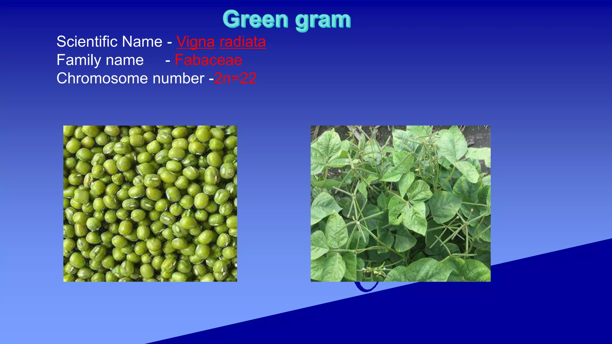 Foundation and certified seed production of Black gram, Green gram and ...