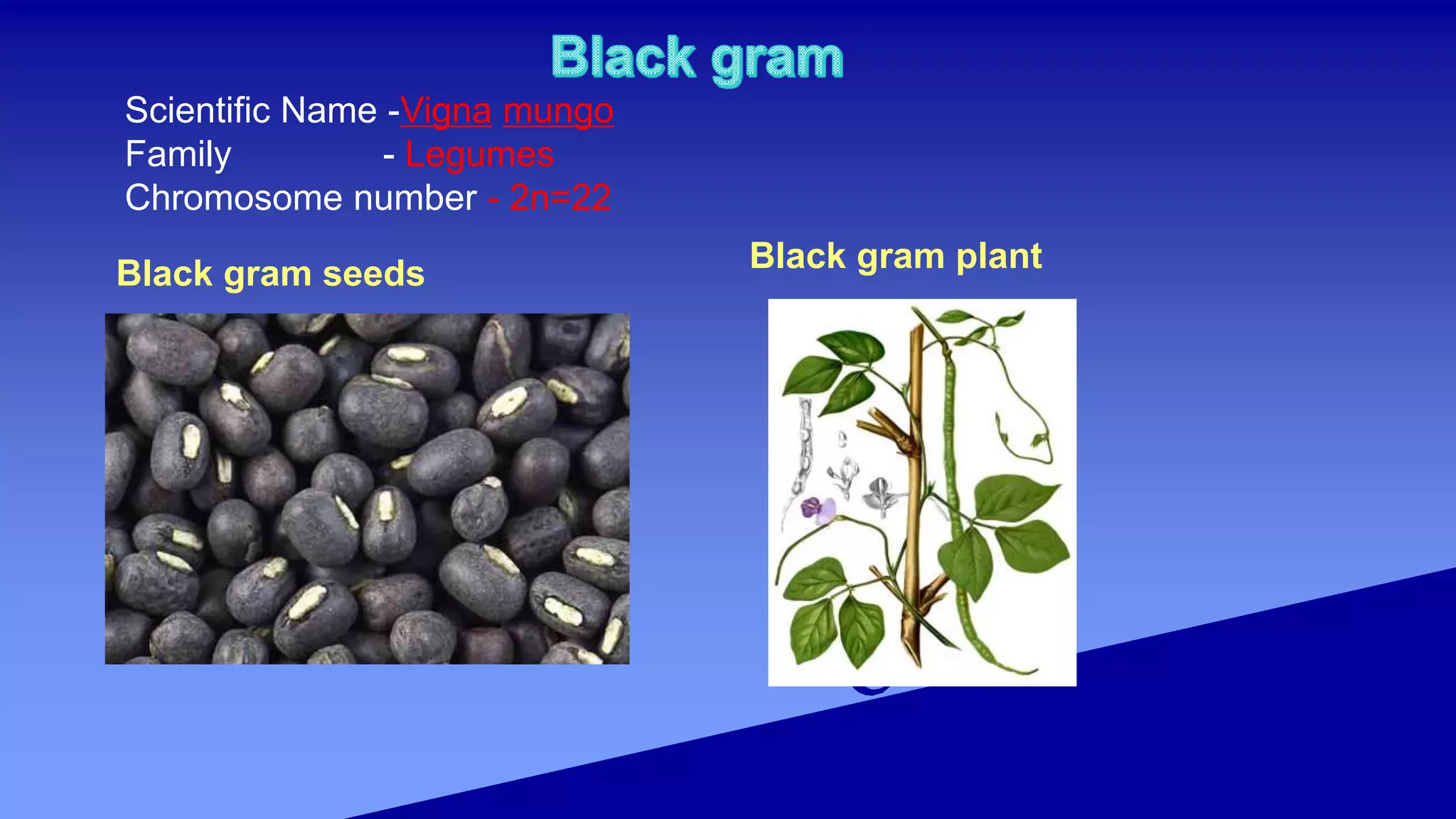 Foundation and certified seed production of Black gram, Green gram and ...