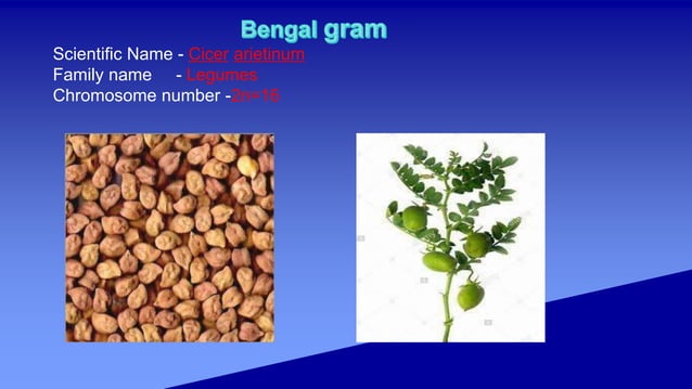 Foundation and certified seed production of Black gram, Green gram and ...