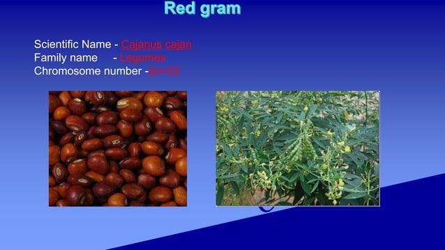 Foundation and certified seed production of Black gram, Green gram and ...