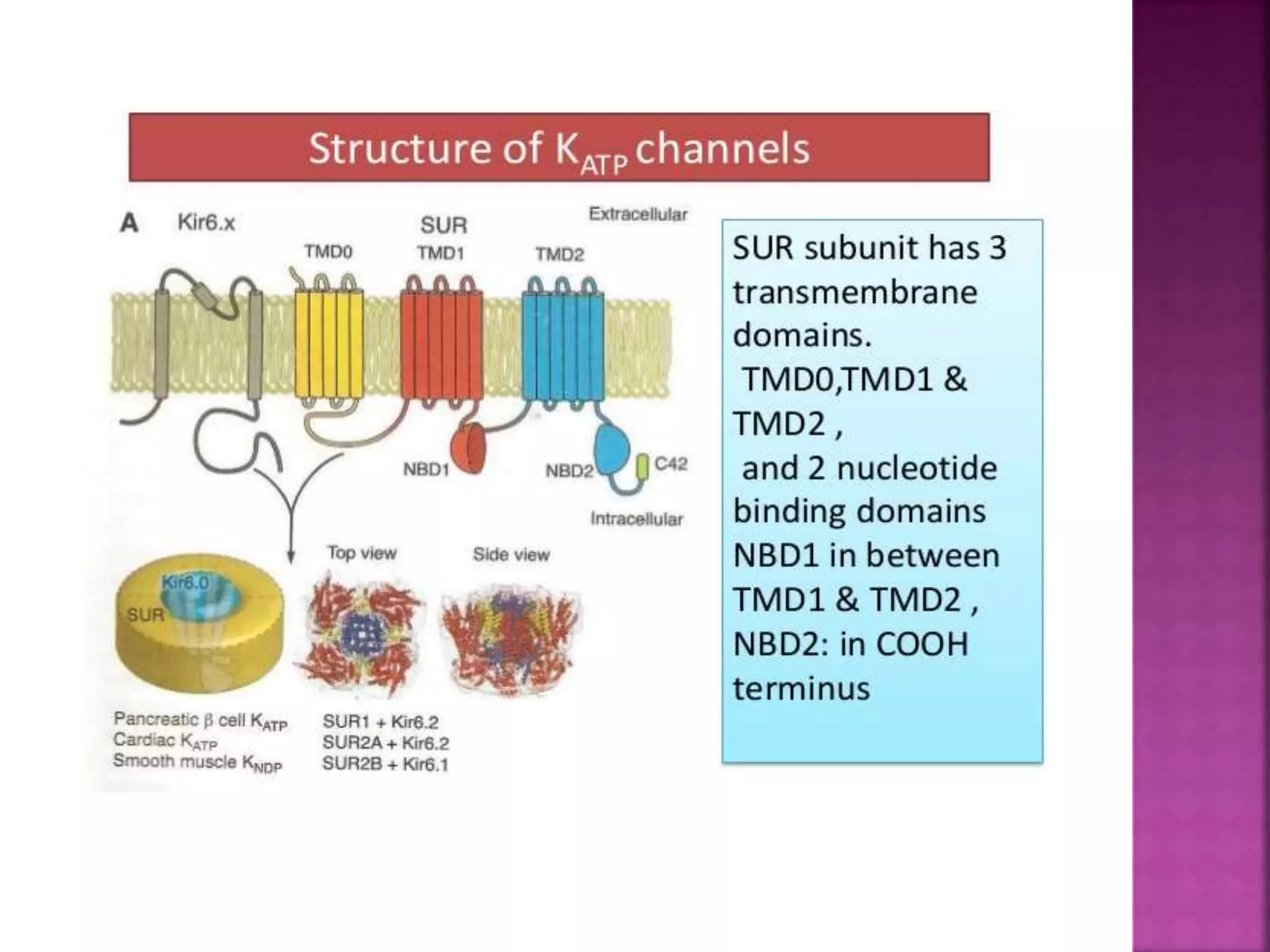 Ion channels as drug target | PPTX