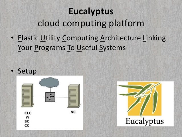 Eucalyptus_en