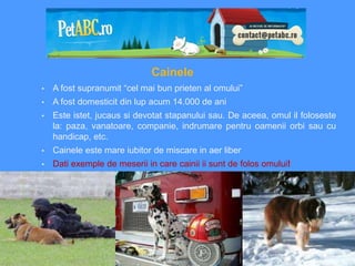 Minighid de ingrijire a animalelor de companie.pptx