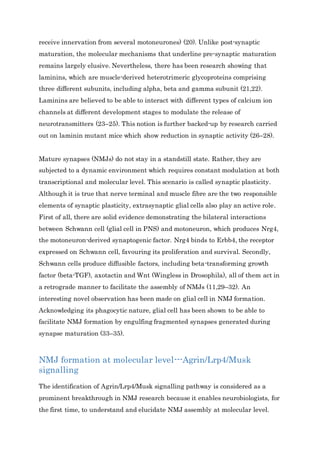 Neuromuscular Junction Formation | PDF