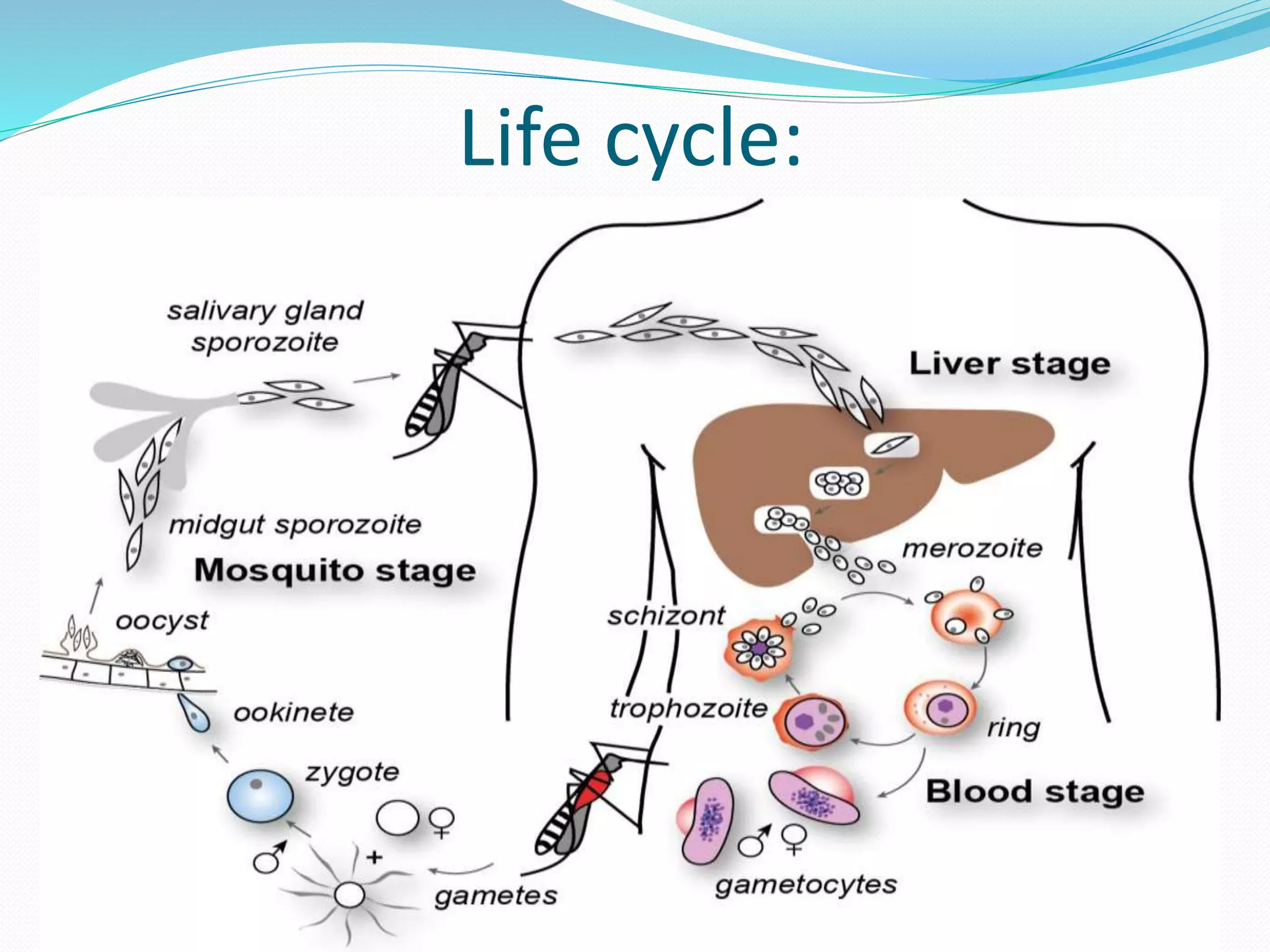 DIAGNOSIS AND MANAGEMENT OF MALARIA | PPTX