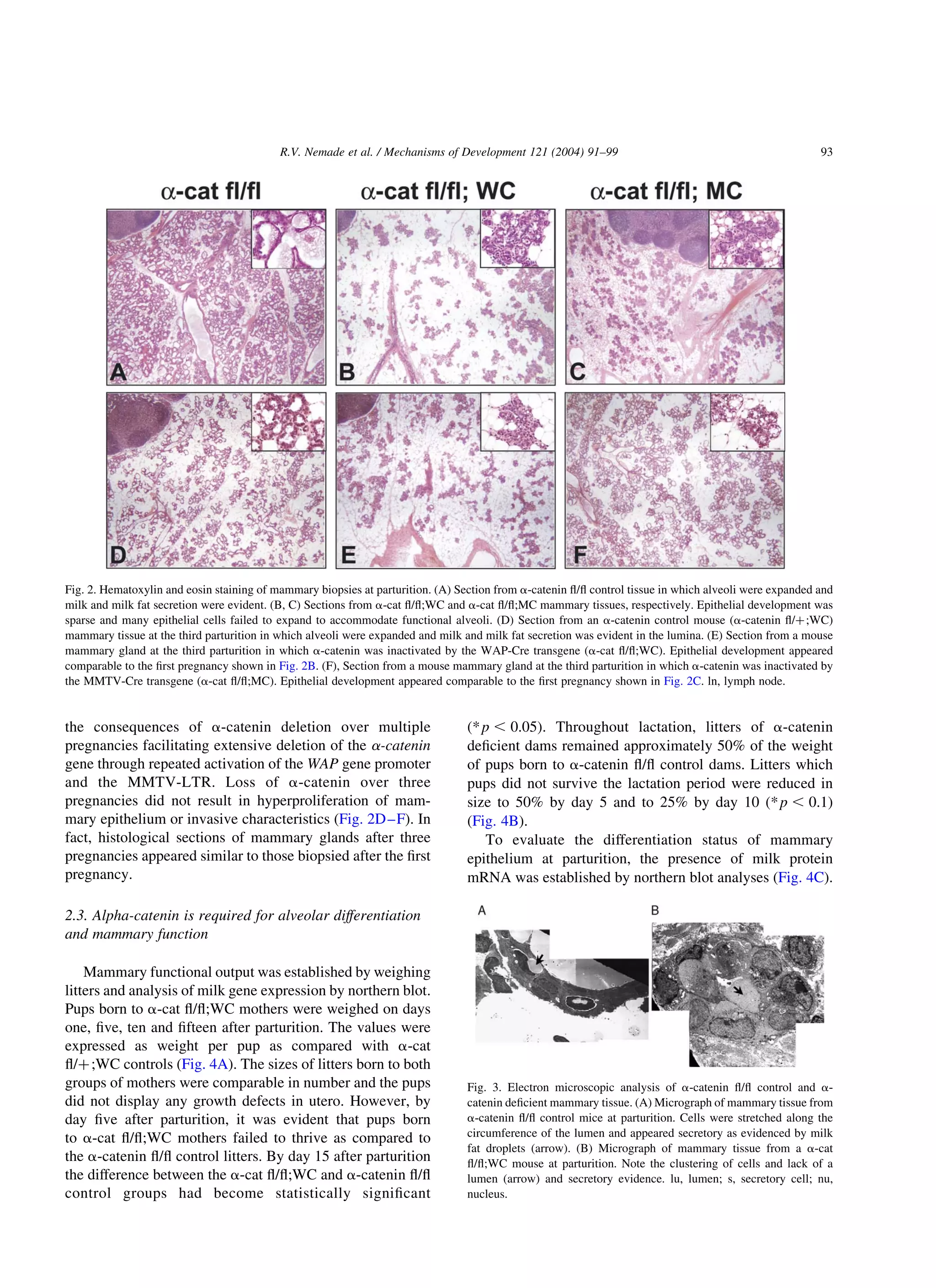Biogenesis and function of mouse mammary epithelium depends on the ...