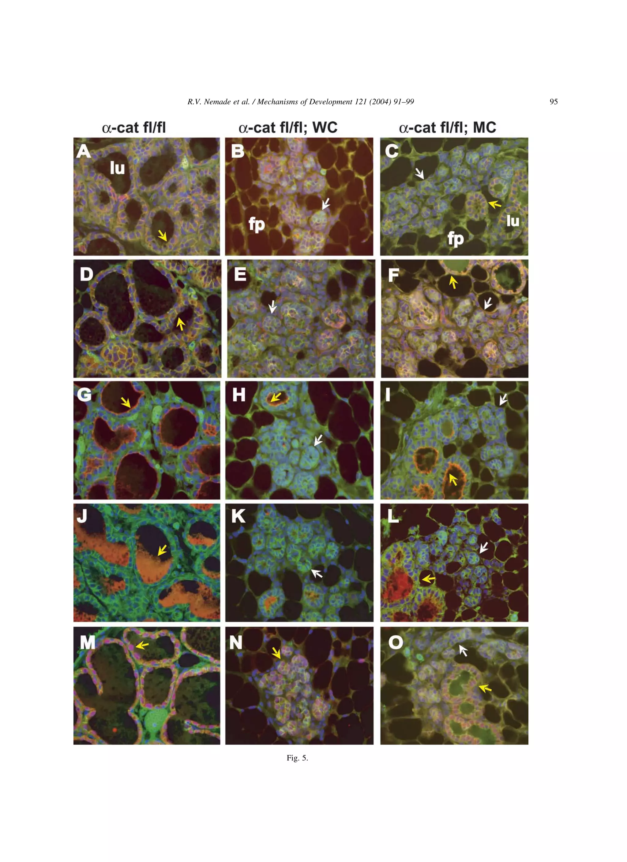 Biogenesis and function of mouse mammary epithelium depends on the ...